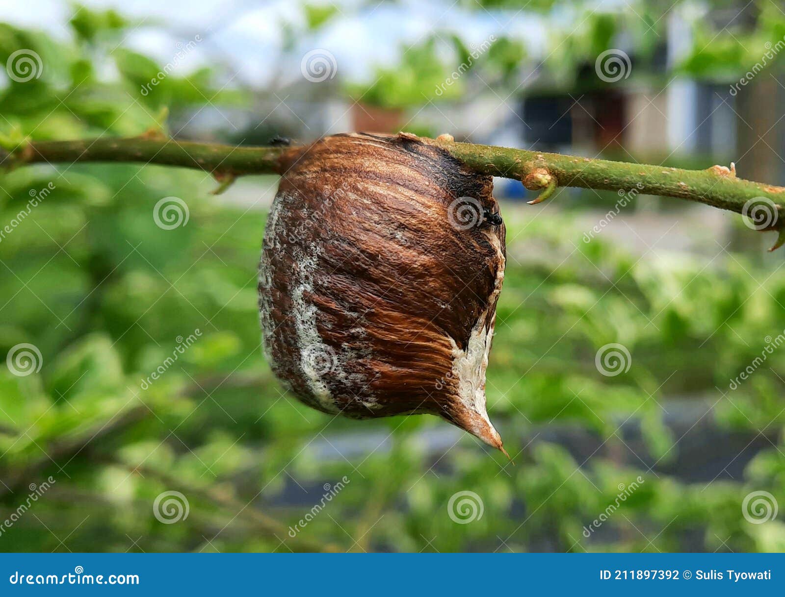 Unique Cocoon Ball-shaped Tool For Development And Sensory Integration ...