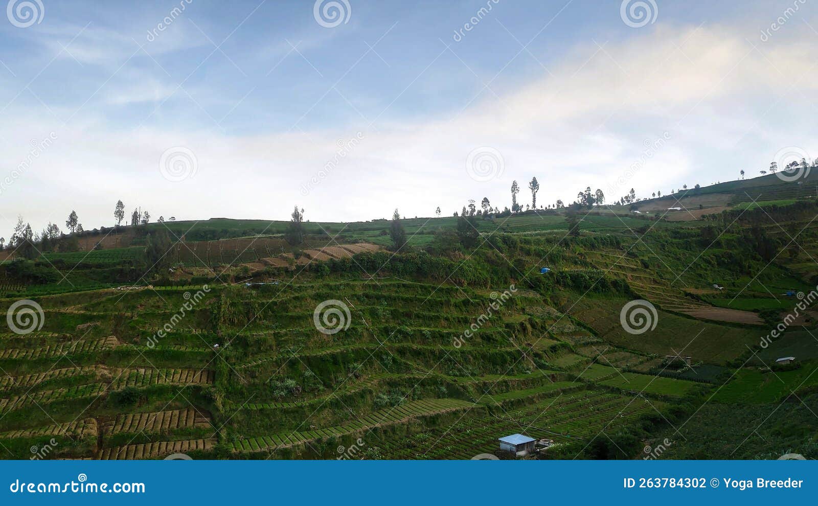 Malang , East Java stock photo. Image of agricultural - 263784302