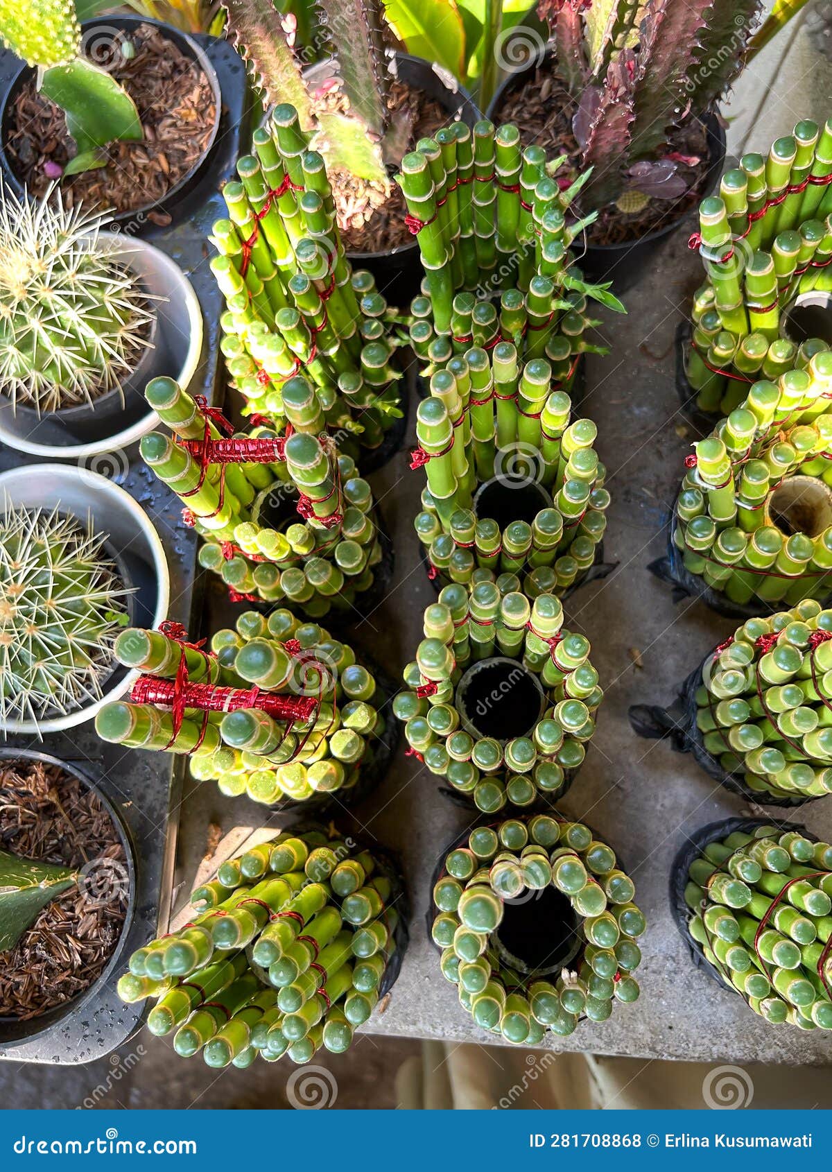 A Group of Lucky Bamboo Plants in Small Pots with Red Ribbons Stock ...