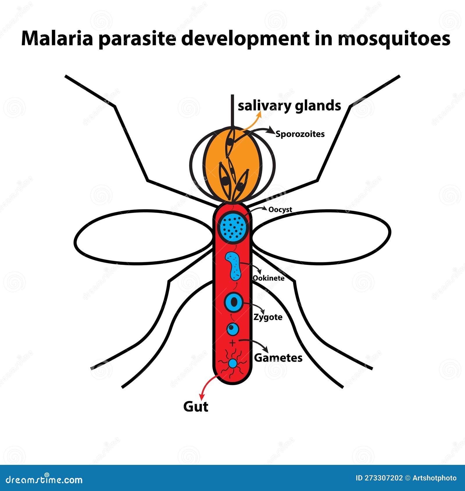 Malaria Parasite Development In Mosquitoes Stock Photography ...