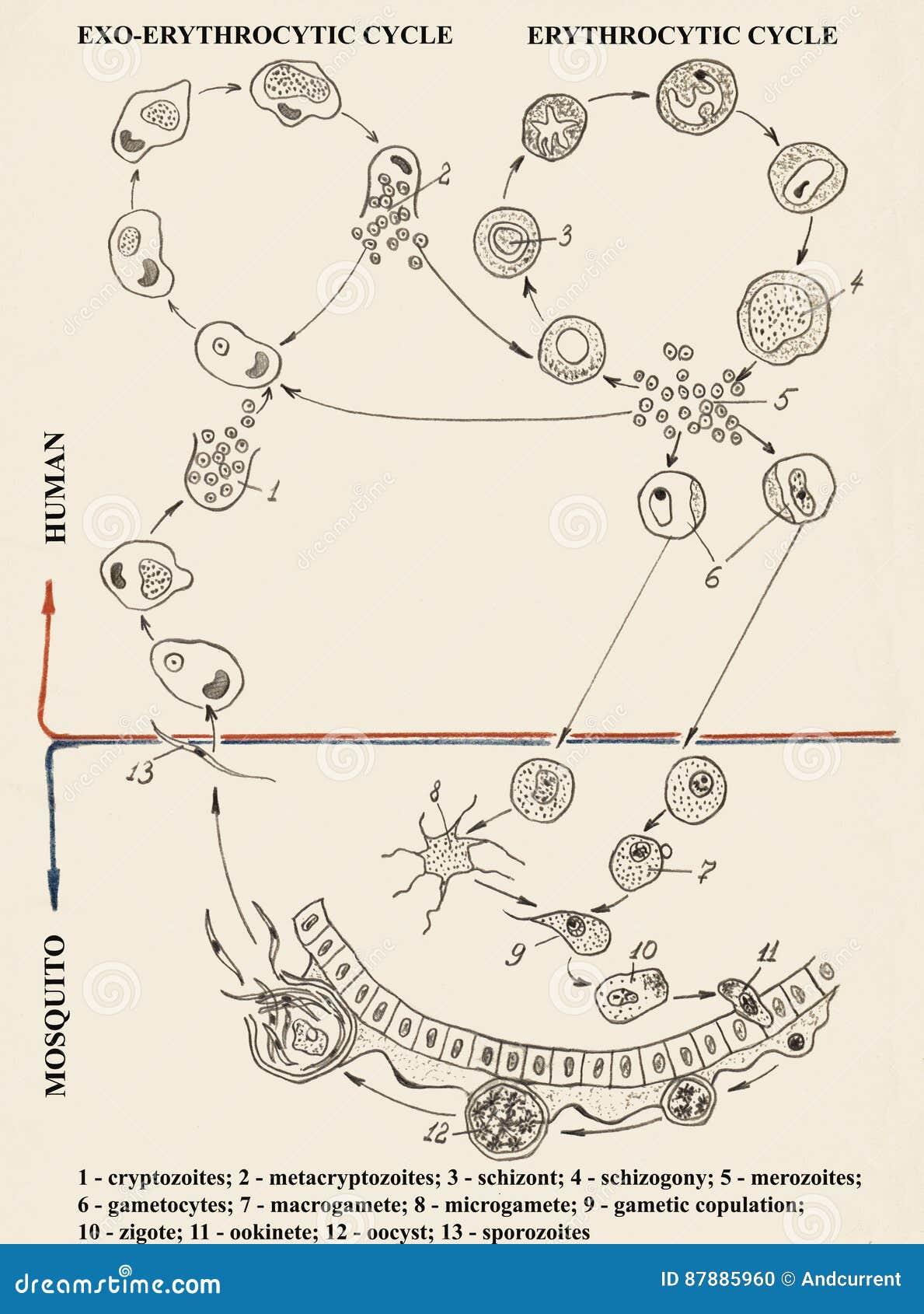 Malarian Plasmodium Life Cycle. Biological Image. Stock Illustration ...