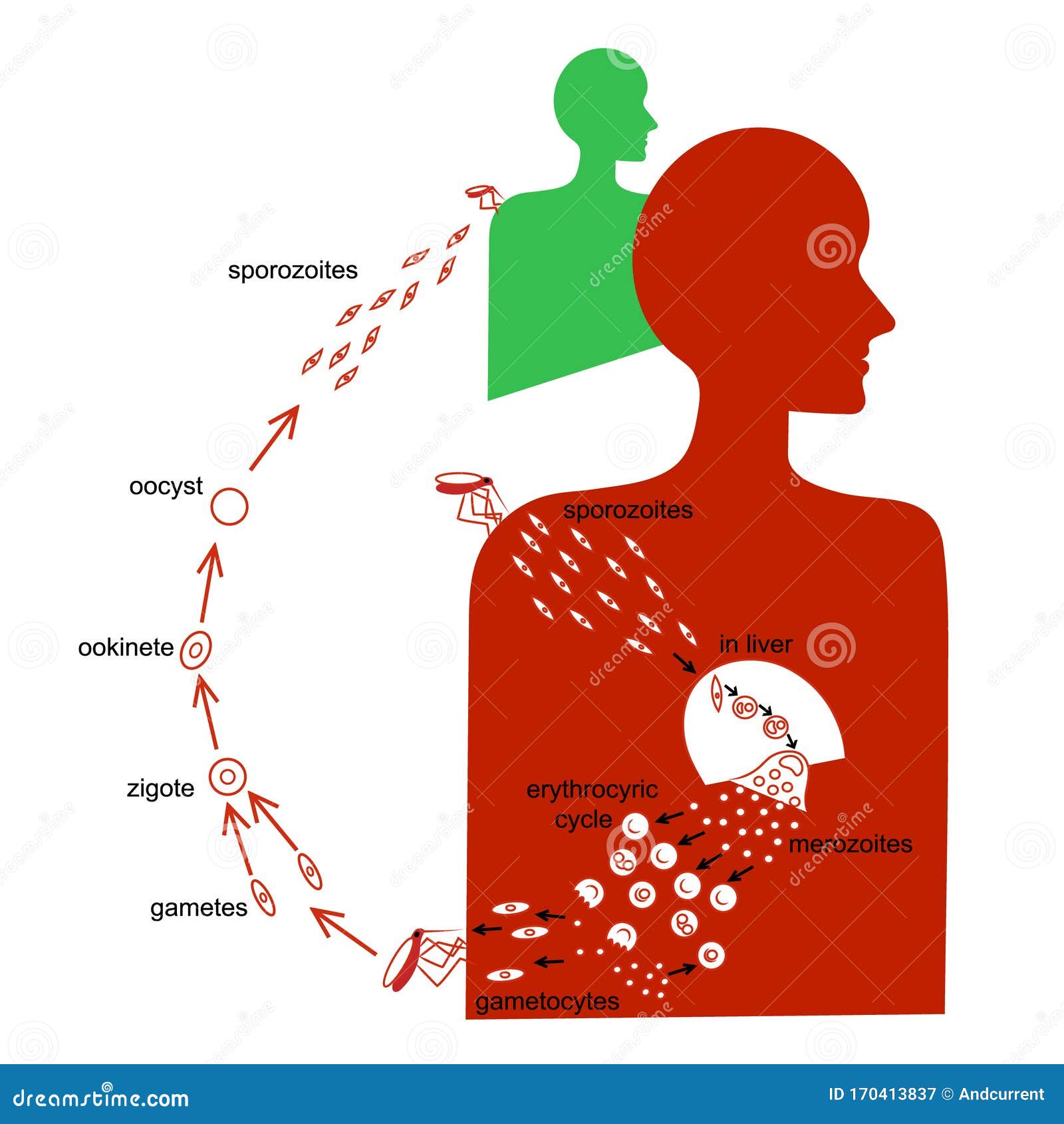 Malarian Plasmodium Life Cycle: Mosquito Infection, Vector Illustration ...