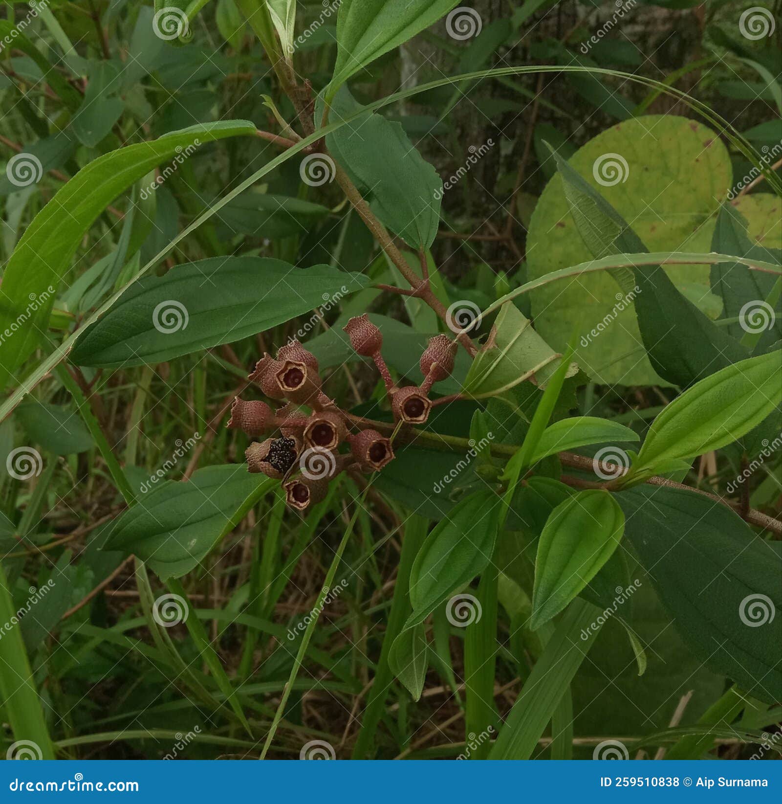 Malastoma Candom Fruchtteisenpflanze Stockfoto - Bild von betrieb ...