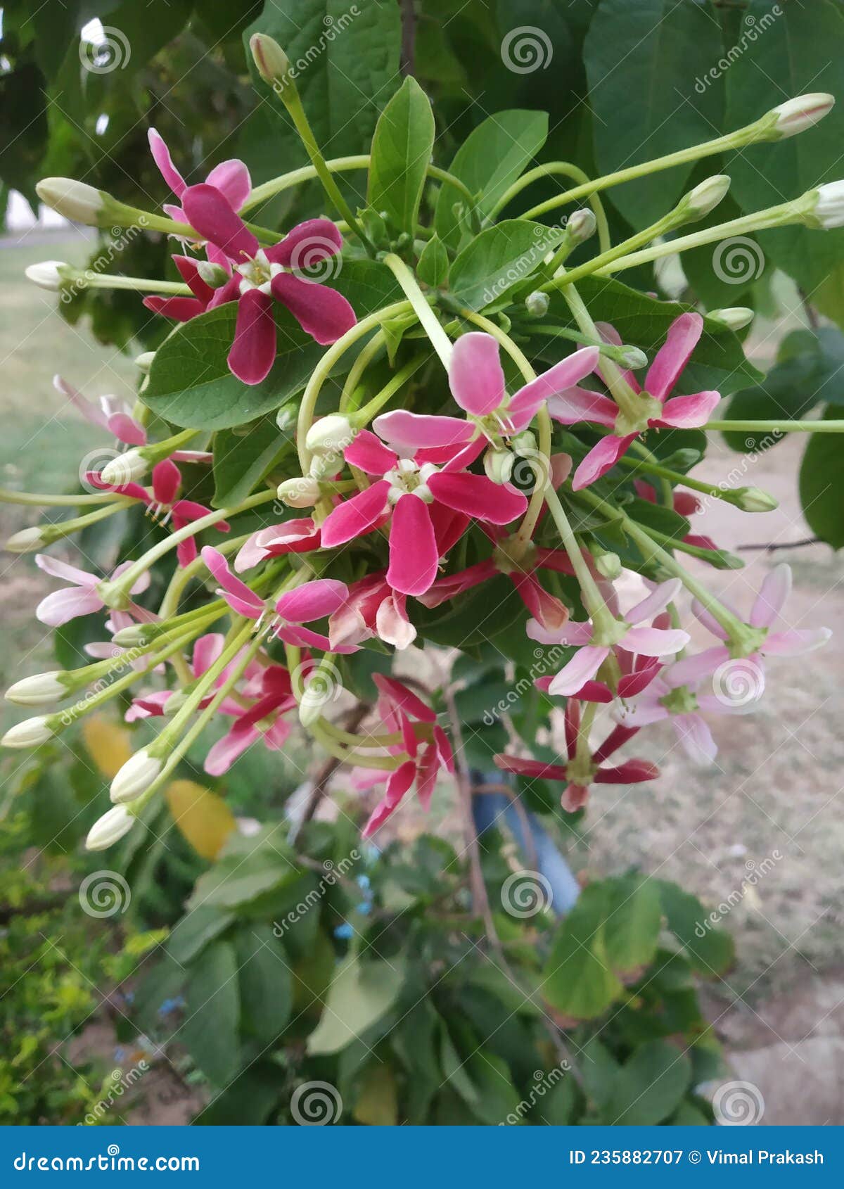 Malathi Flower Rangoon Creeper Stock Image - Image of creeper, herb ...