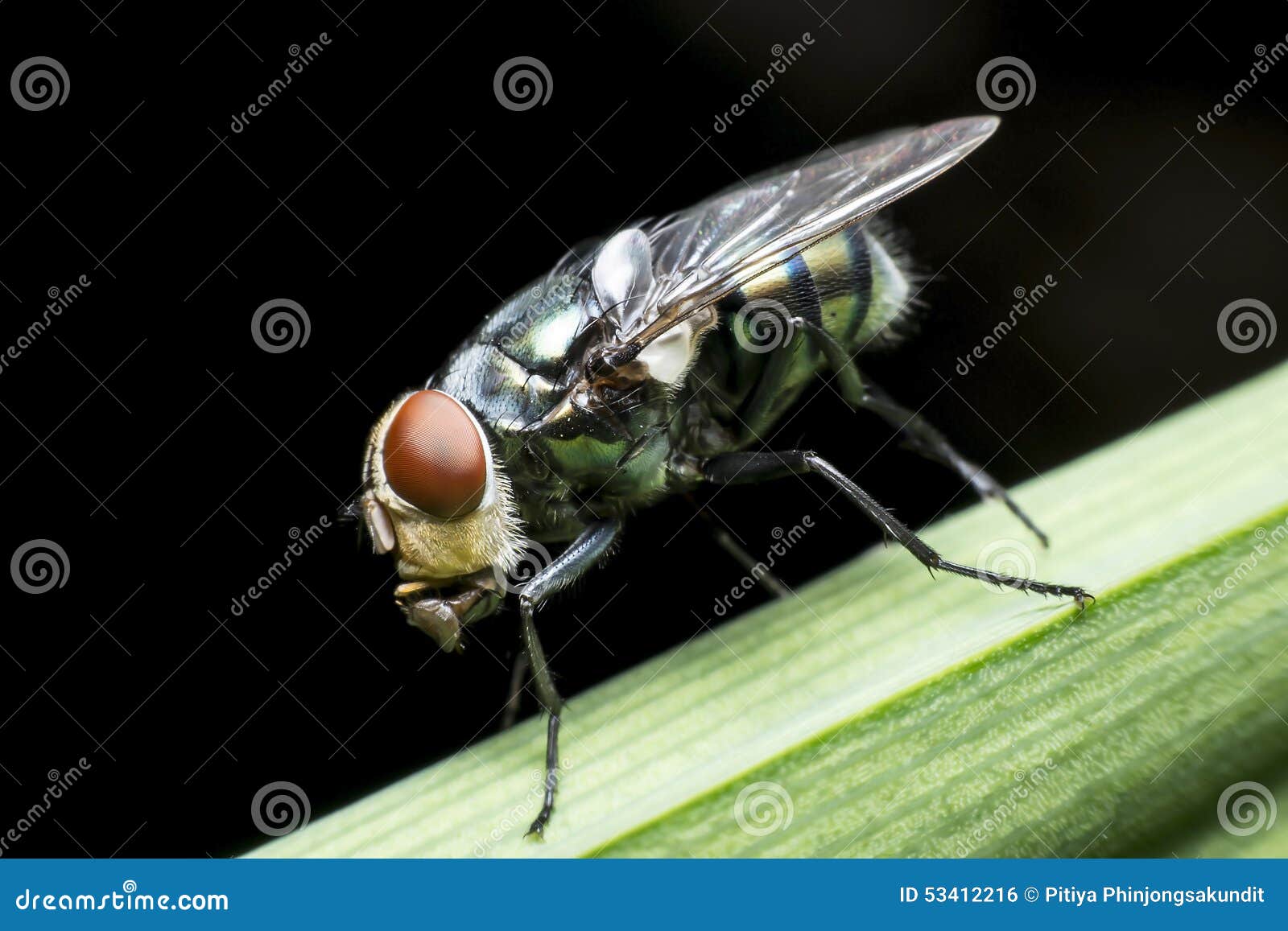 Malattie Di Causa Delle Mosche Fotografia Stock - Immagine di grande ...