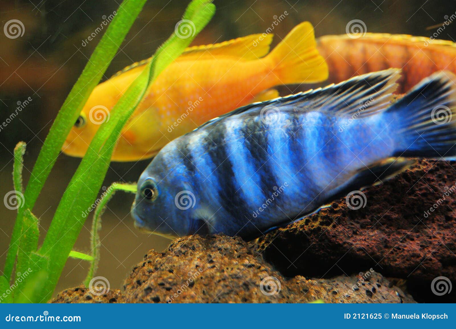 Malawi stock image. Image of colorful, fish, beautiful - 2121625