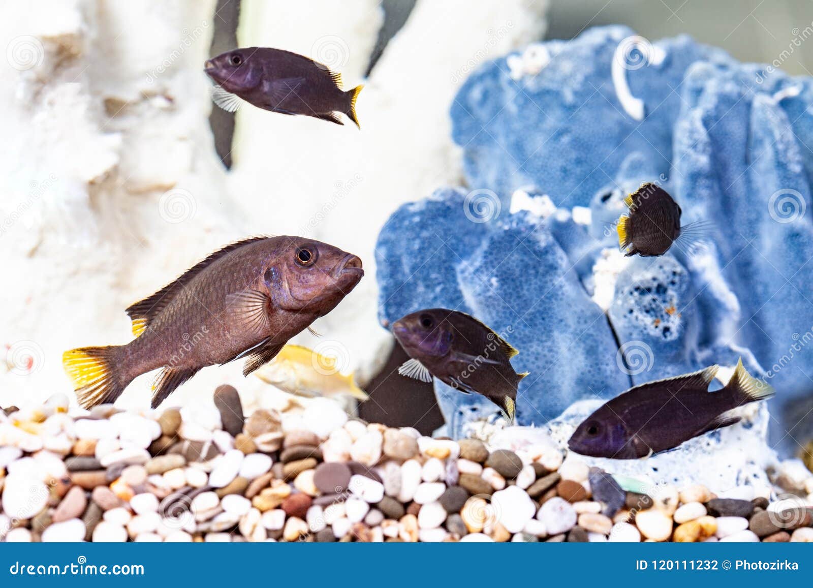 Malawi Cichlids Aquarium Fish Stock Photo - Image of gills, group ...