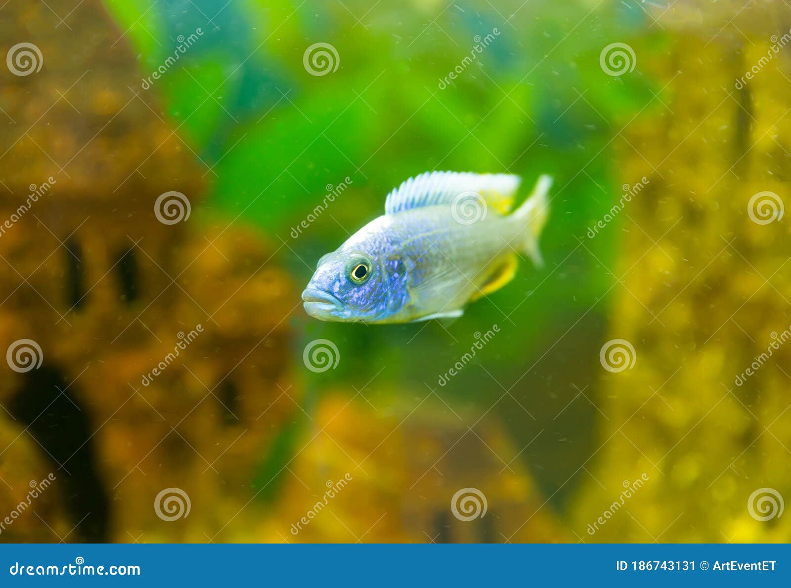 Malawi Cichlids,Tropical Fish Royalty-Free Stock Photo | CartoonDealer ...