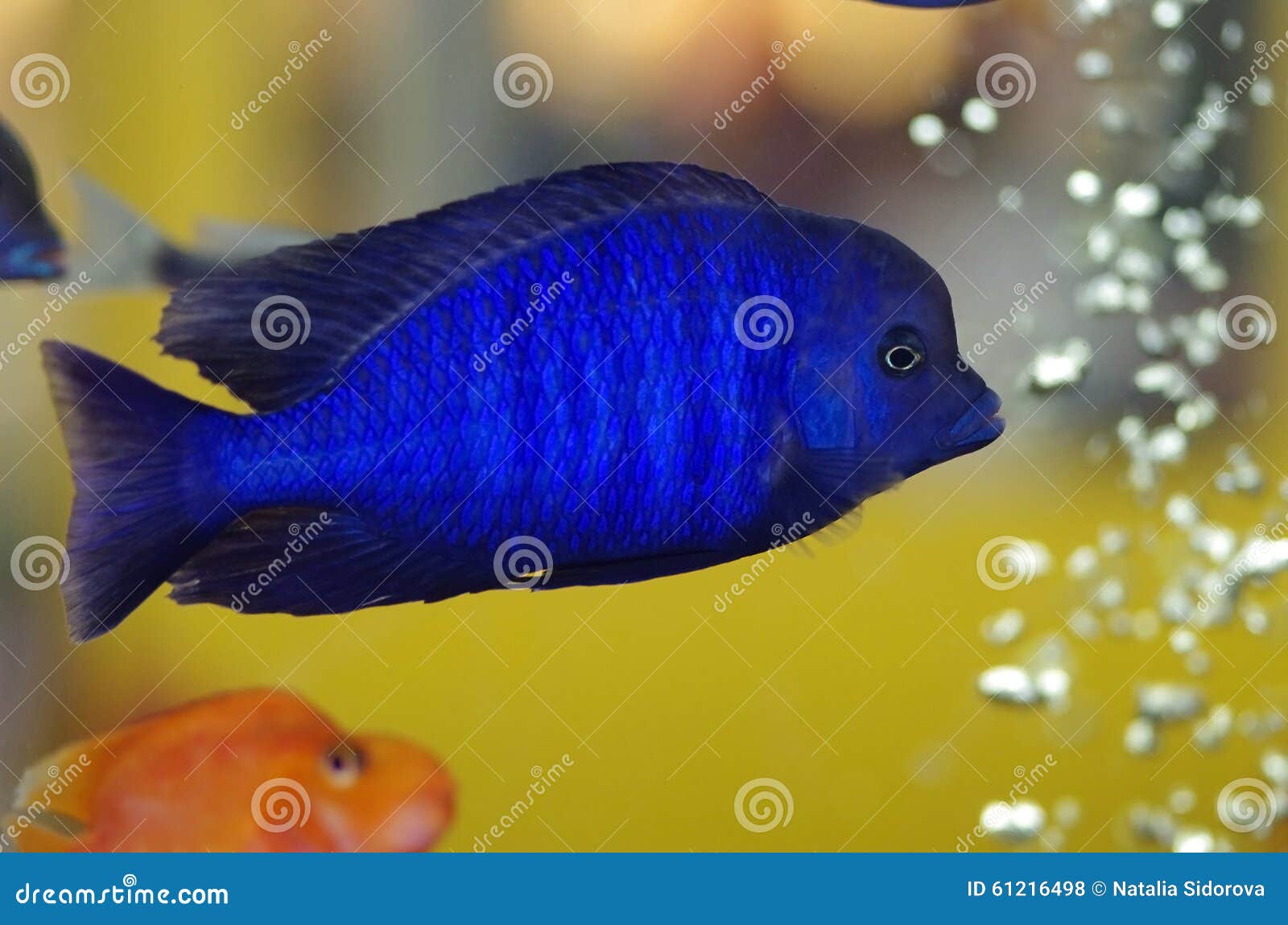 Malawi Delfinu Akwarium Błękitna Ryba Zdjęcie Stock - Obraz złożonej z ...