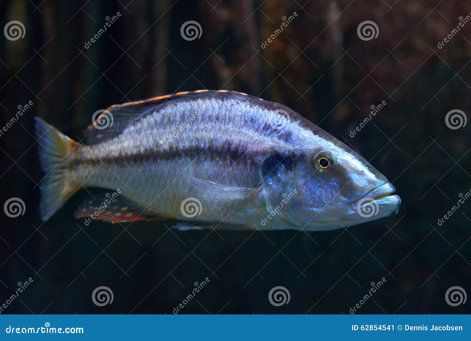 Malawi Eyebiter (Dimidiochromis Compressiceps) Stock Image - Image of ...