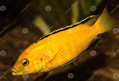 Malawi fish stock photo. Image of caeruleus, swim, aquarium - 11293488