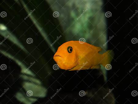 Malawi fish stock image. Image of eggs, maylandia, cichlids - 11296093