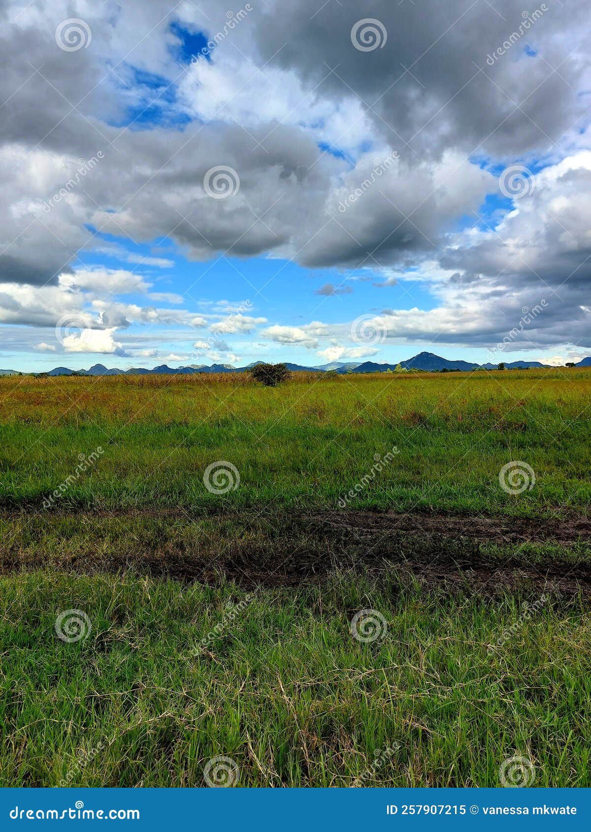 Malawi landscape area stock image. Image of grass, field - 257907215