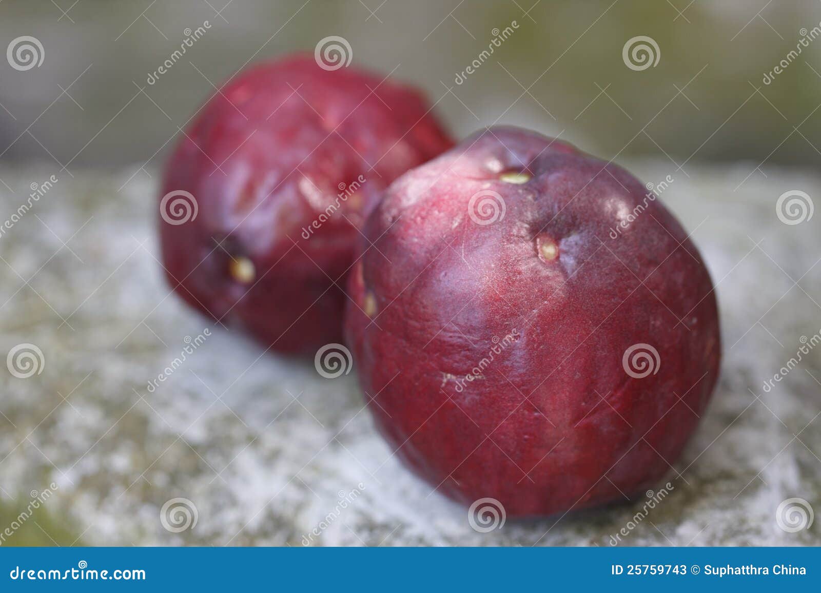 Malay Apple stock image. Image of fruit, freshness, climate - 25759743