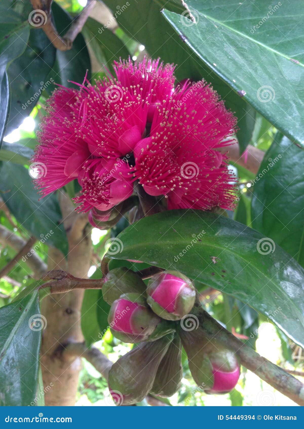 Malay apple flower stock photo. Image of apple, pink - 54449394