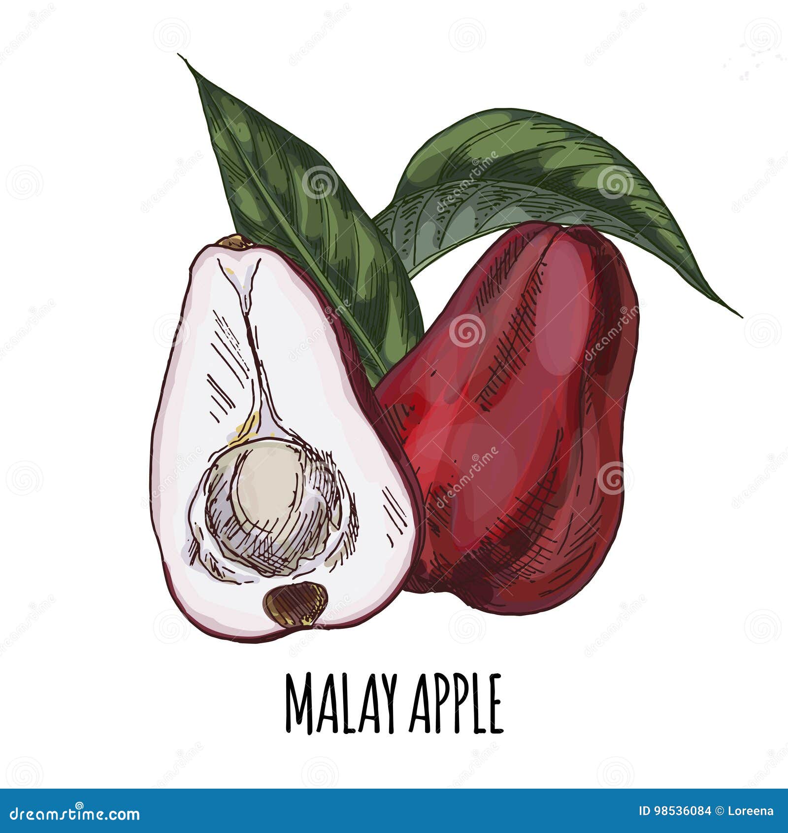 Malay Apple. Full Color Realistic Hand Drawn Vector Stock Vector ...