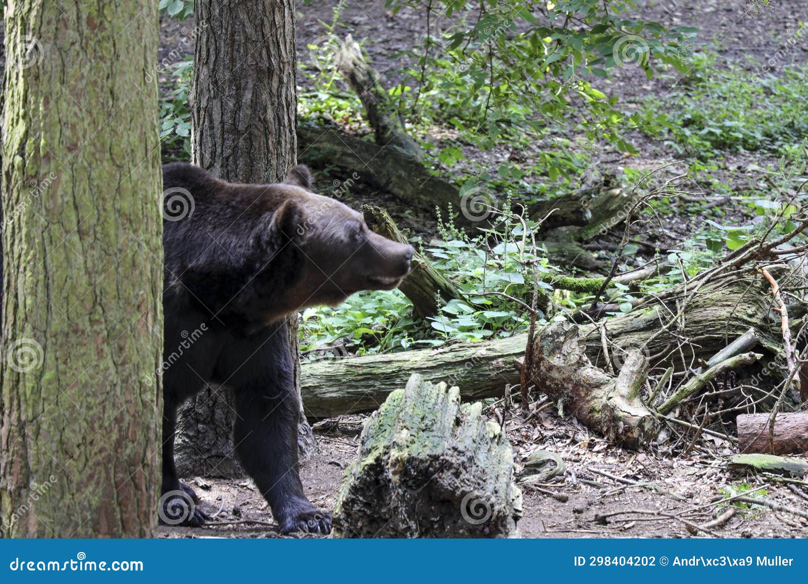 Malay Bear. the Smallest Representative of the Plantigrade Stock Photo ...