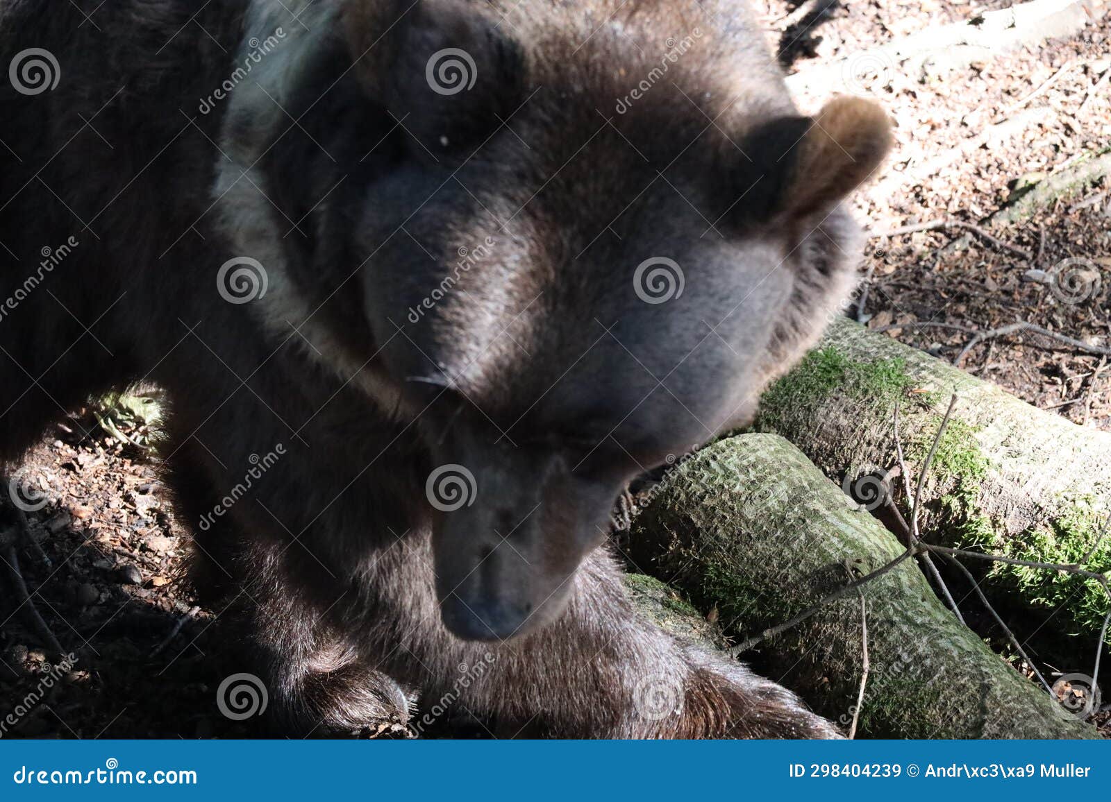 Malay Bear. the Smallest Representative of the Plantigrade Stock Image ...