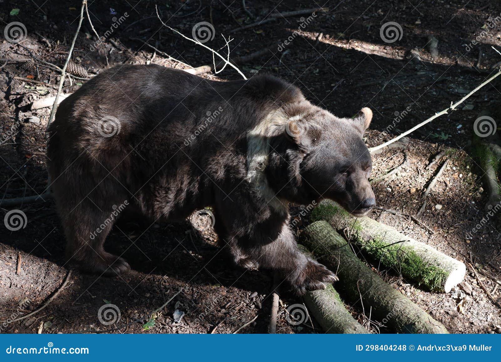 Malay Bear. the Smallest Representative of the Plantigrade Stock Photo ...