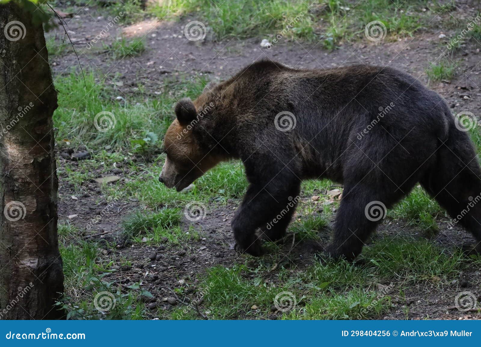 Malay Bear. the Smallest Representative of the Plantigrade Stock Photo ...