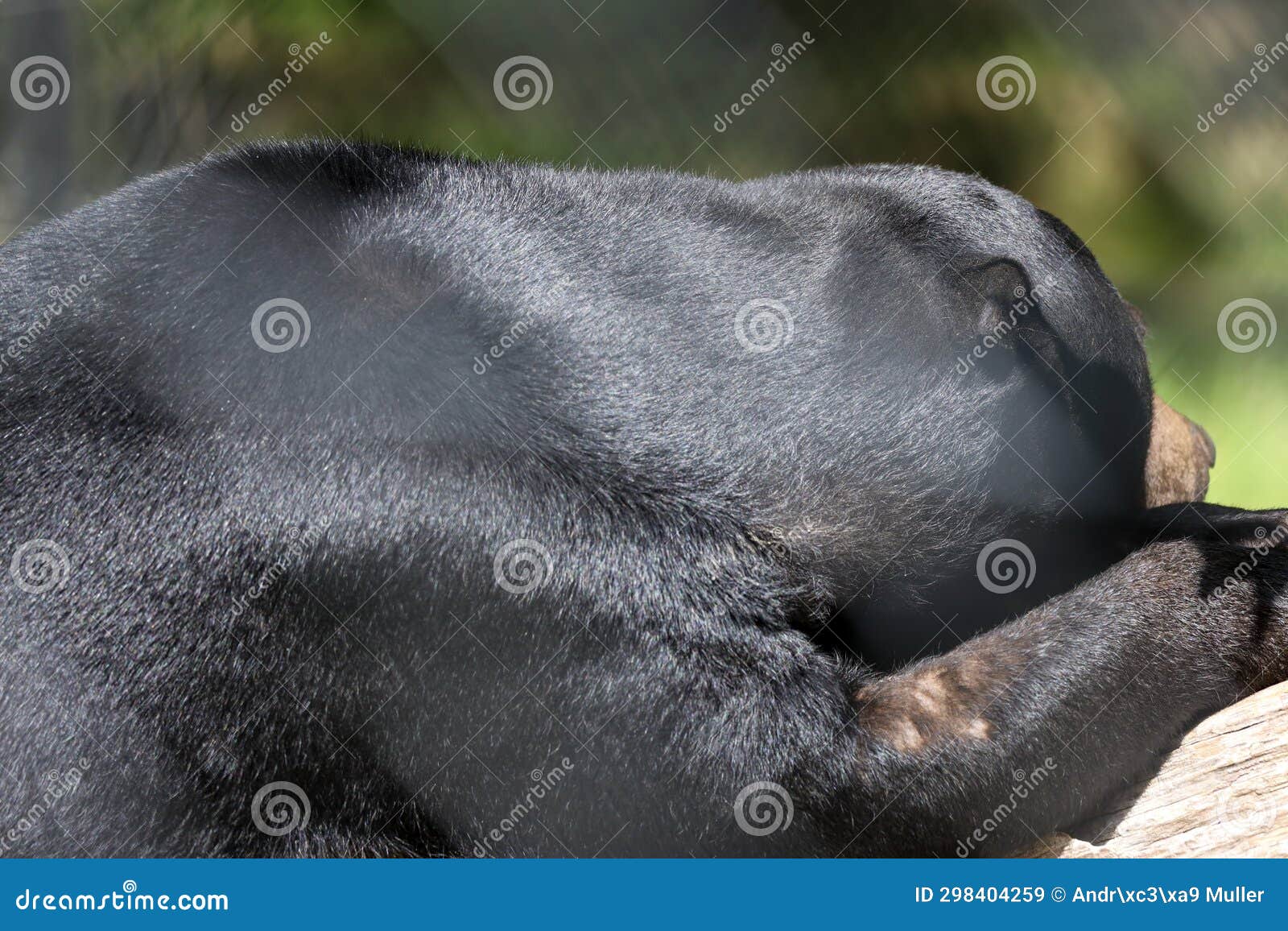 Malay Bear. the Smallest Representative of the Plantigrade Stock Image ...