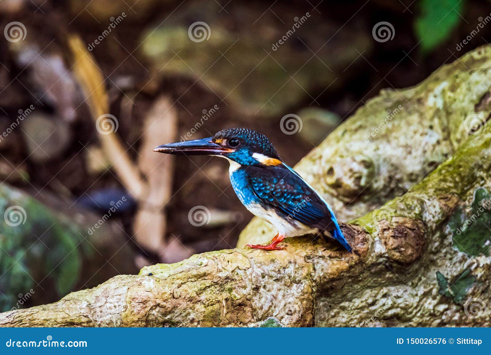 Malay Blue-banded Kingfisher Stock Photo - Image of male, feather ...