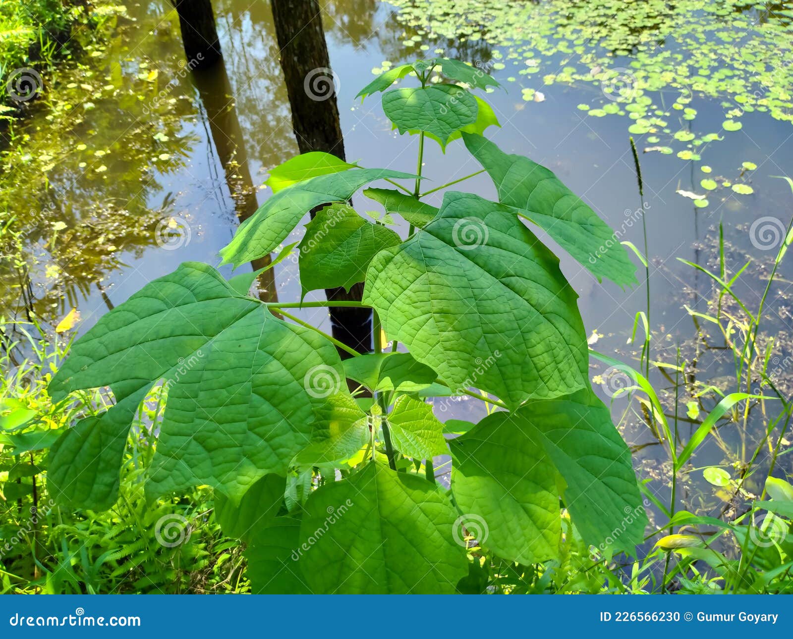 Malay Bush Beech Plant Green Nature Water Stock Photo - Image of ...