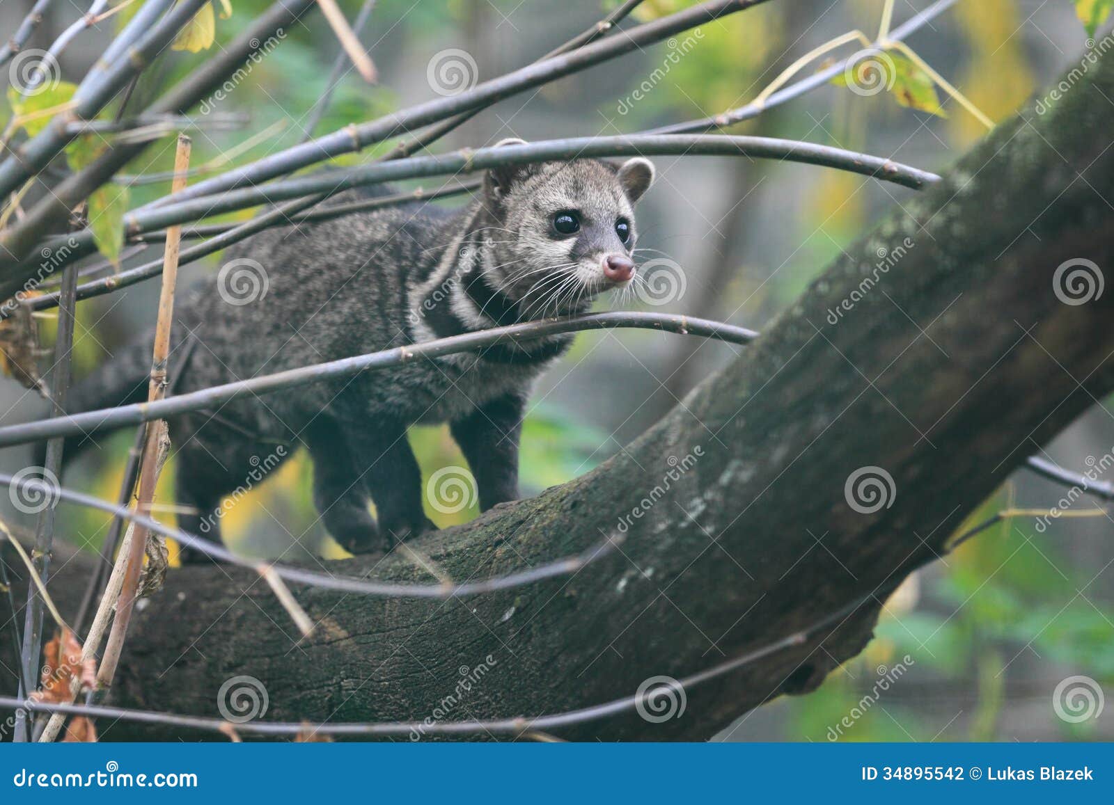 Malay civet stock photo. Image of animal, malay, viverrid - 34895542