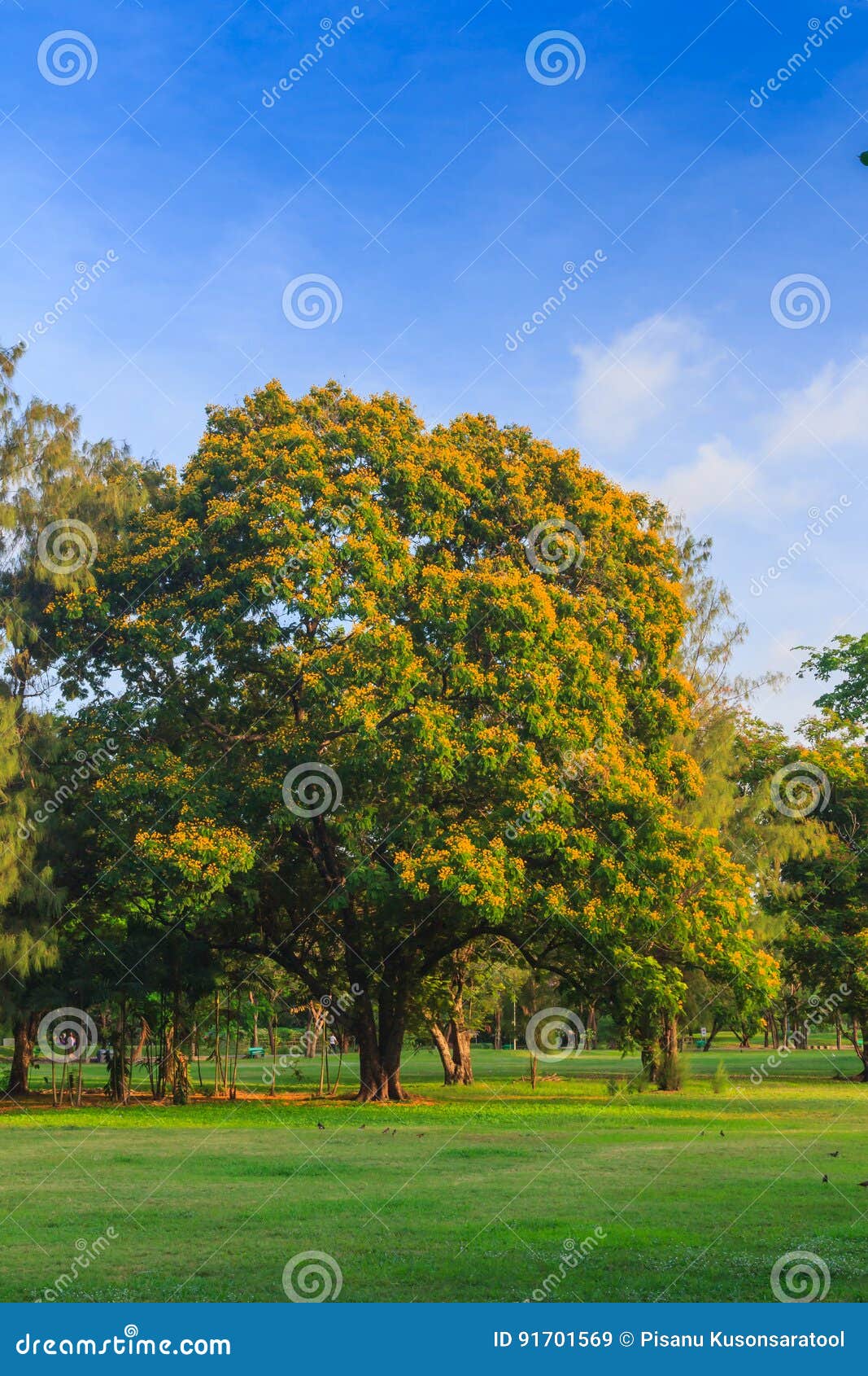 Malay paduak stock image. Image of bush, flower, blossom - 91701569