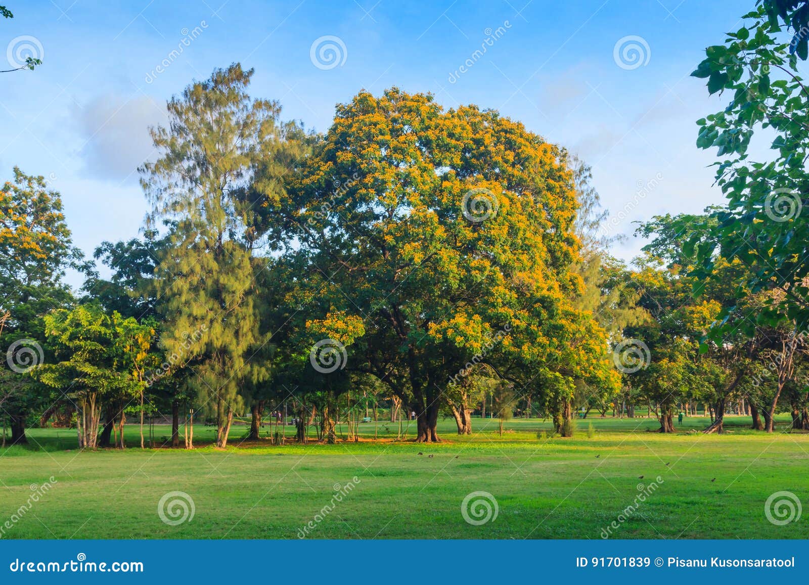 Malay paduak stock image. Image of nature, plant, flower - 91701839