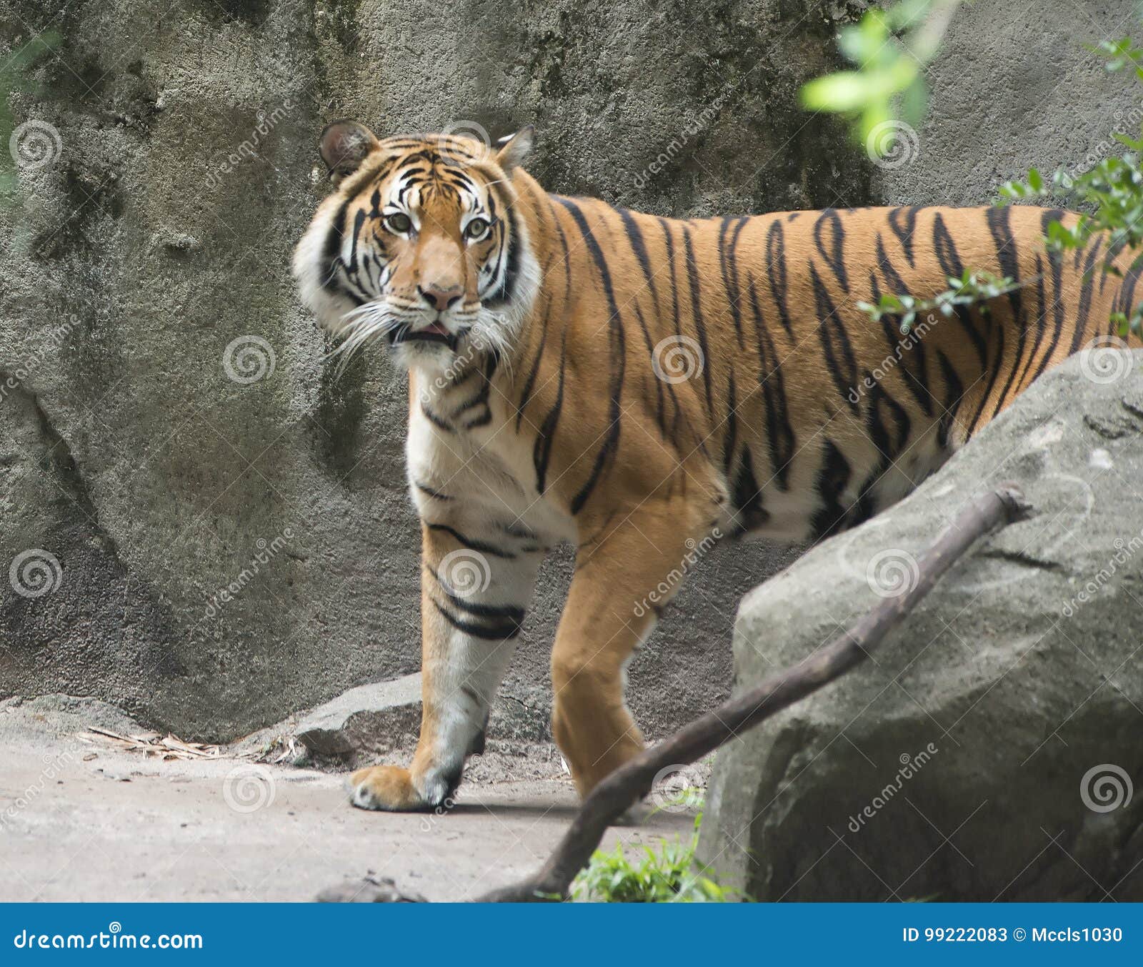Malay tiger in zoo stock image. Image of tiger, mammal - 99222083