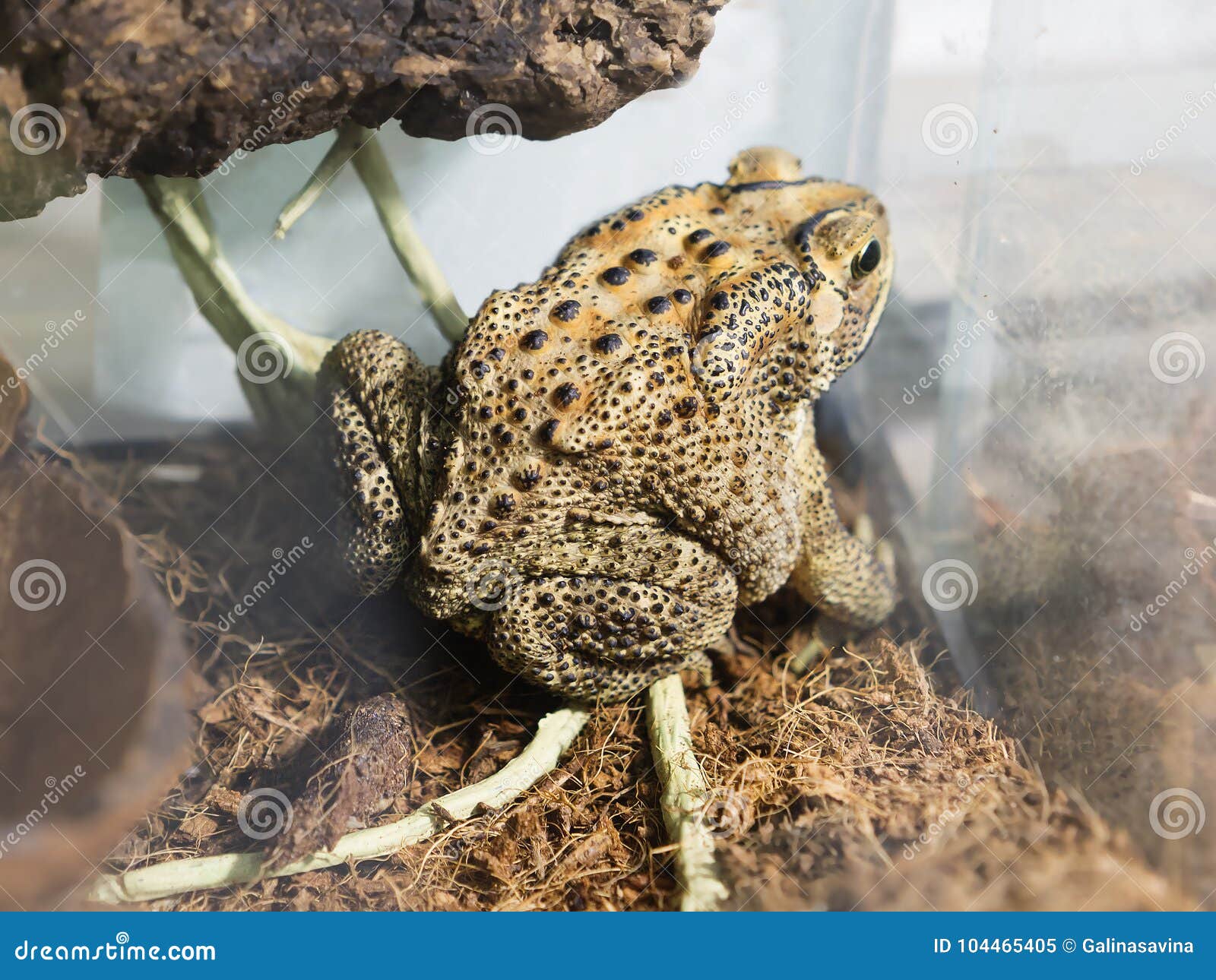 Malay toad stock image. Image of animal, asia, dark - 104465405