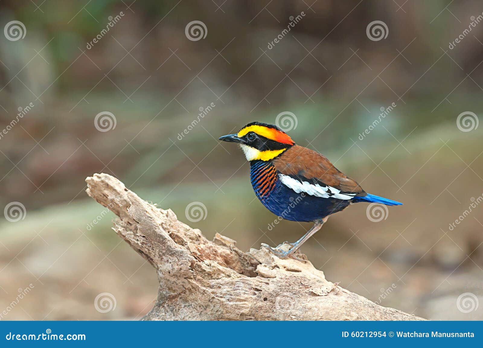 Malayan Banded Pitta Male with Stump in Nature Stock Photo - Image of ...