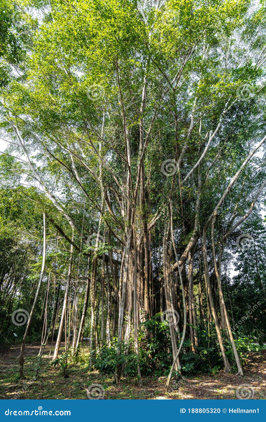 Jejawi Tree stock photo. Image of landscape, jejawi - 188805320