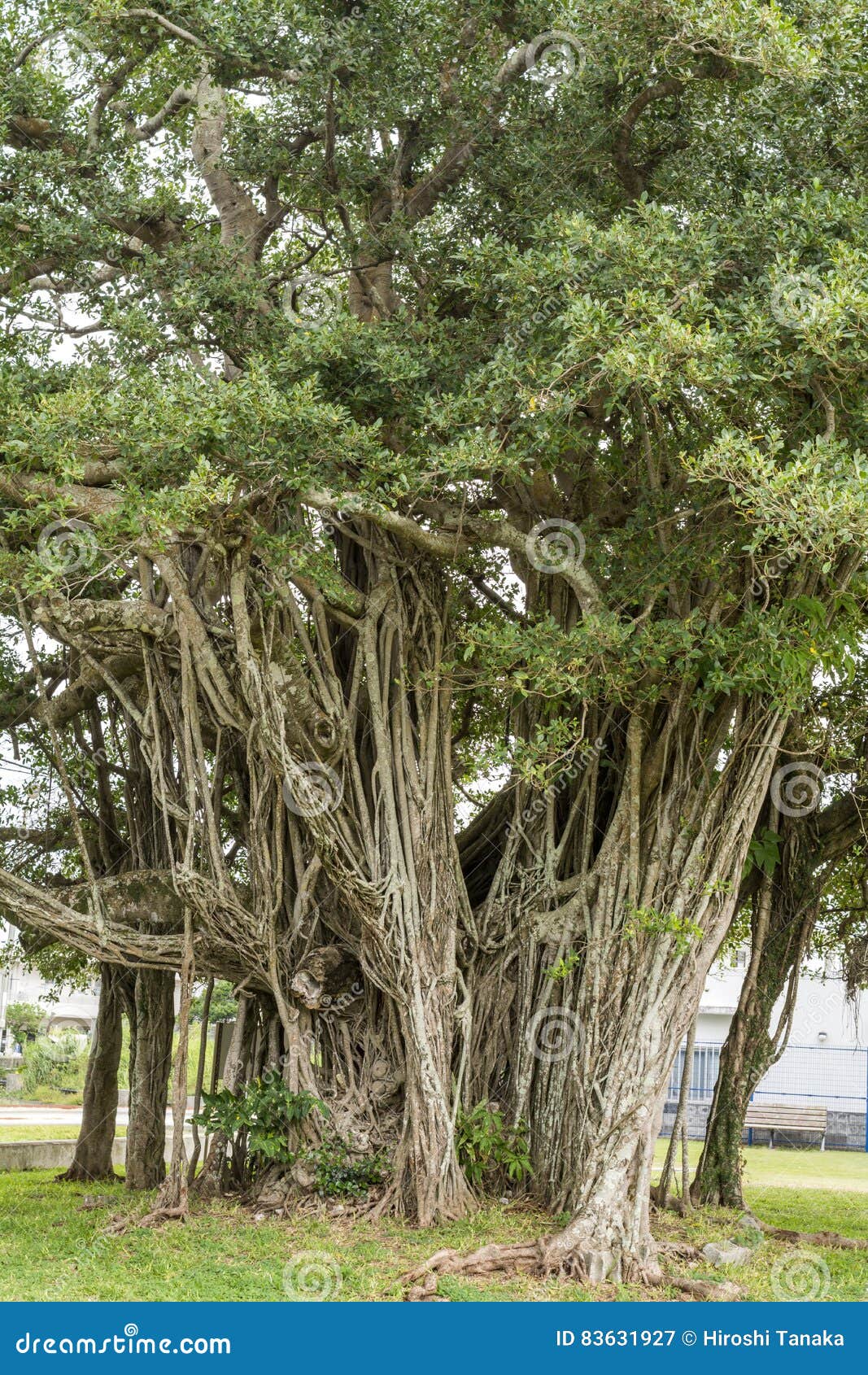 Banyan Tree Okinawa