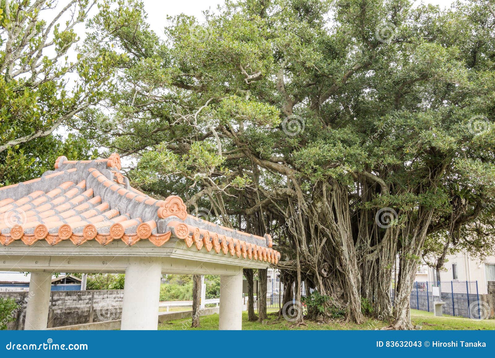 Malayan Banyan Tree Royalty-Free Stock Photo | CartoonDealer.com #83631927
