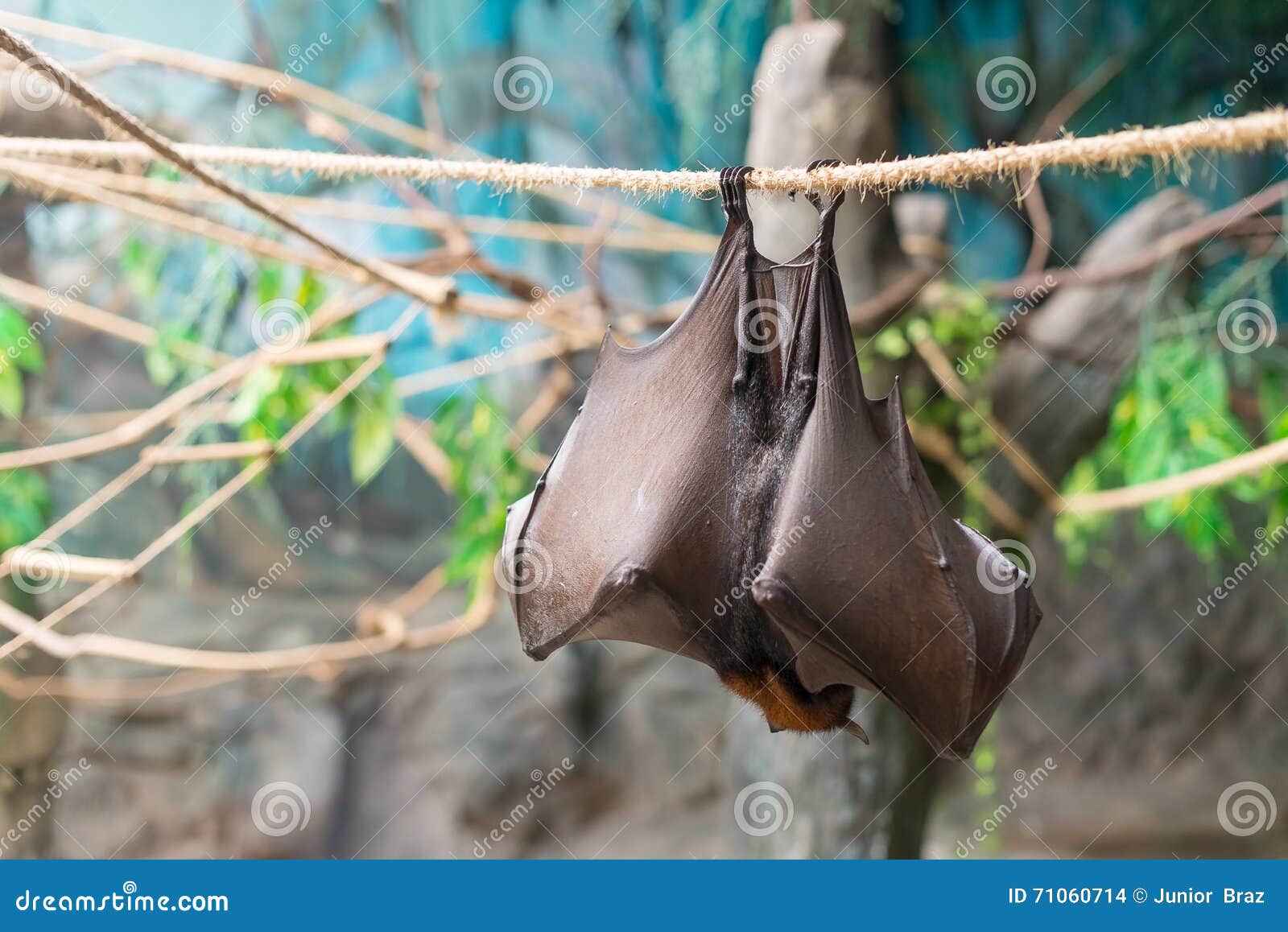 Malayan Bat (Pteropus Vampyrus) Hanging on a Rope Stock Photo - Image ...