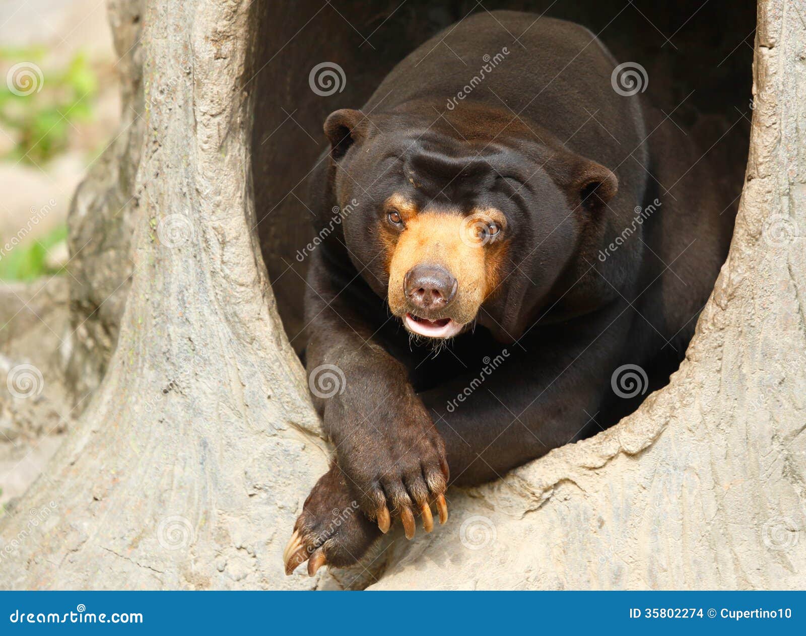 Malayan bear stock photo. Image of hole, face, creature - 35802274