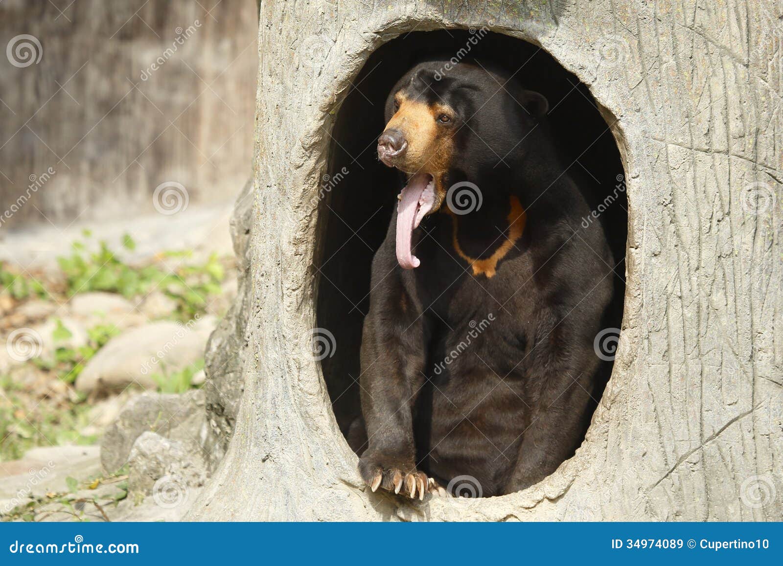 Malayan bear stock image. Image of wild, asia, hole, animal - 34974089