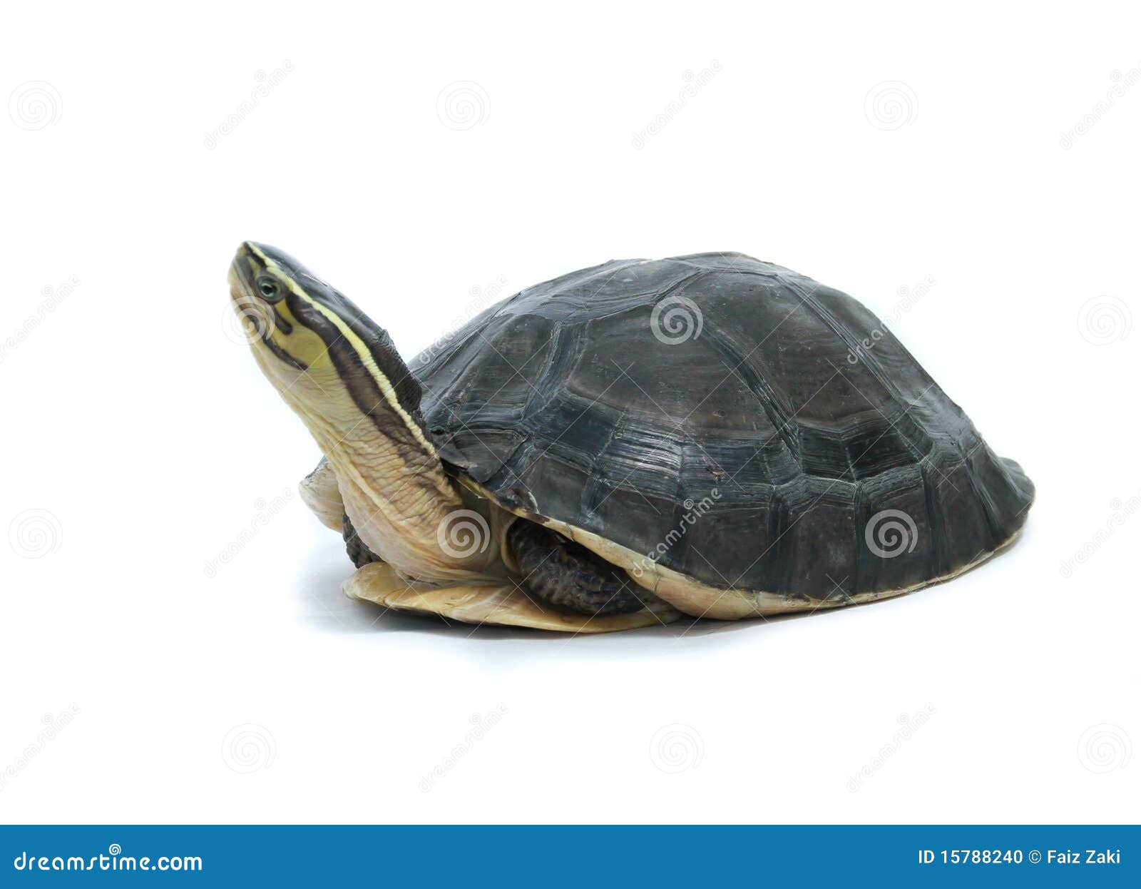 Malayan Box Turtle