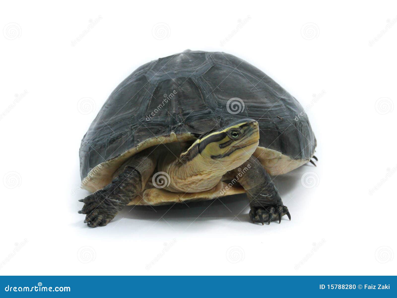 Malayan Box Turtle stock photo. Image of ancient, shell - 15788280