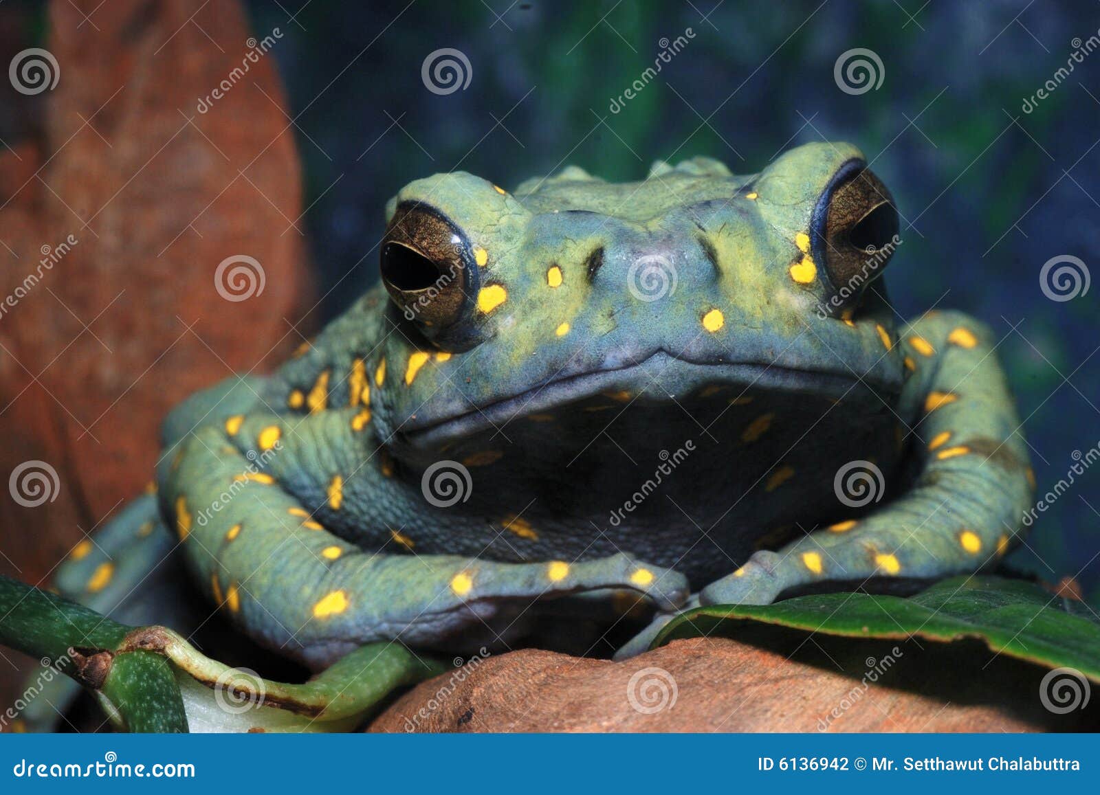 Malayan brown toad stock photo. Image of wildlife, animal - 6136942
