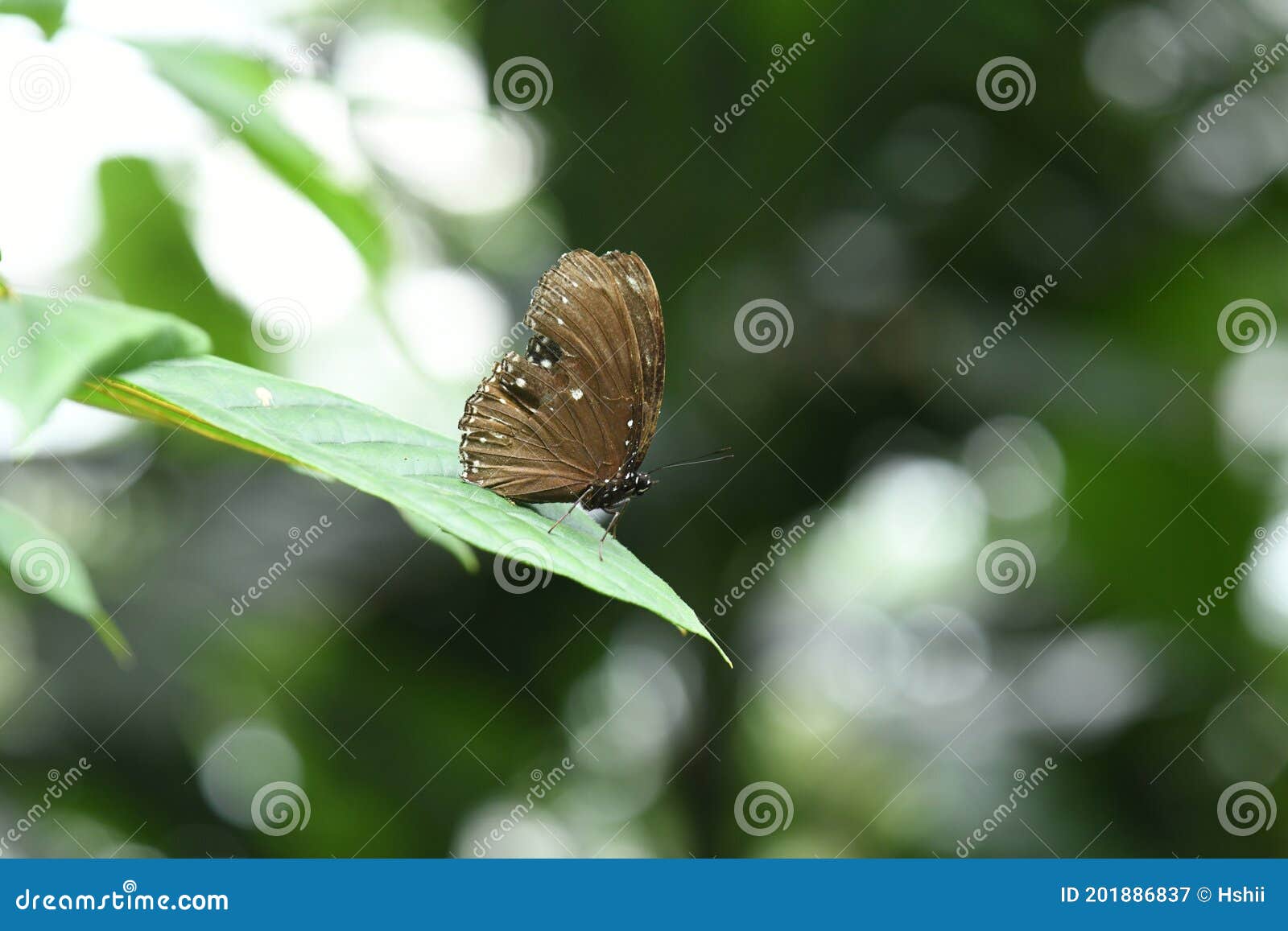 Butterfly With Tattered Wings, Top View, On A Grass Stock Photo ...
