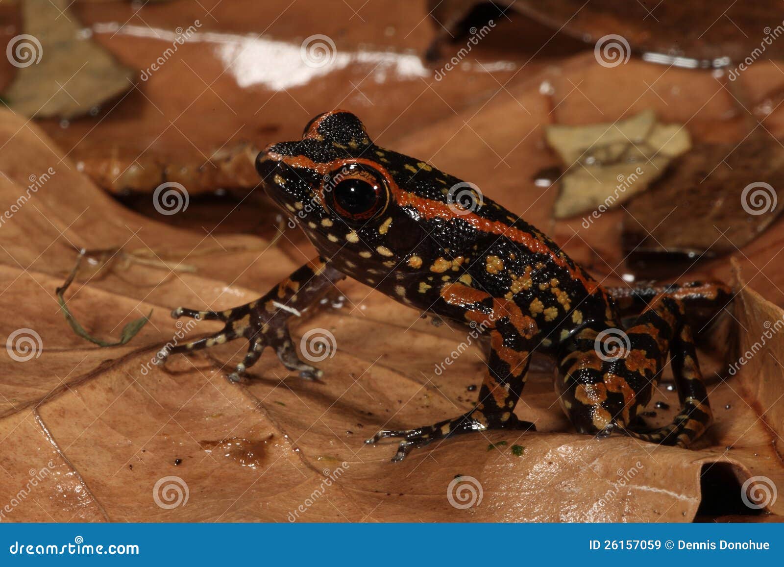 Malayan Fire Frog - Rana Signata Stock Image - Image of forest ...