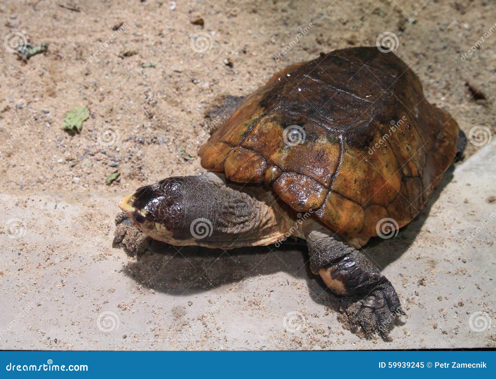 Malayan Flat-shelled Turtle Stock Image - Image of tortoise, stand ...
