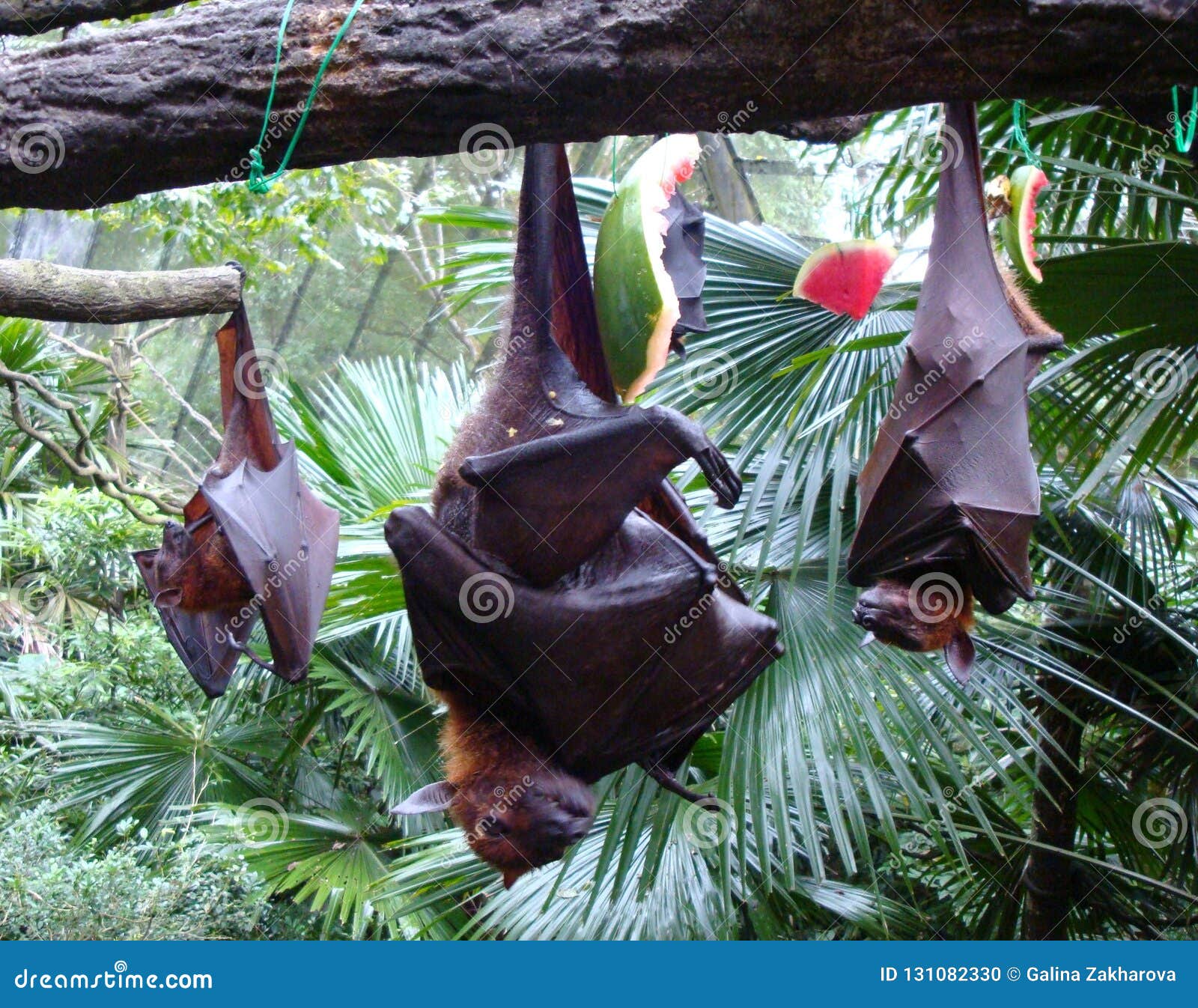 Malayan Fluing Fox & X28;pteropus Vampyrus& X29;. Stock Photo - Image ...