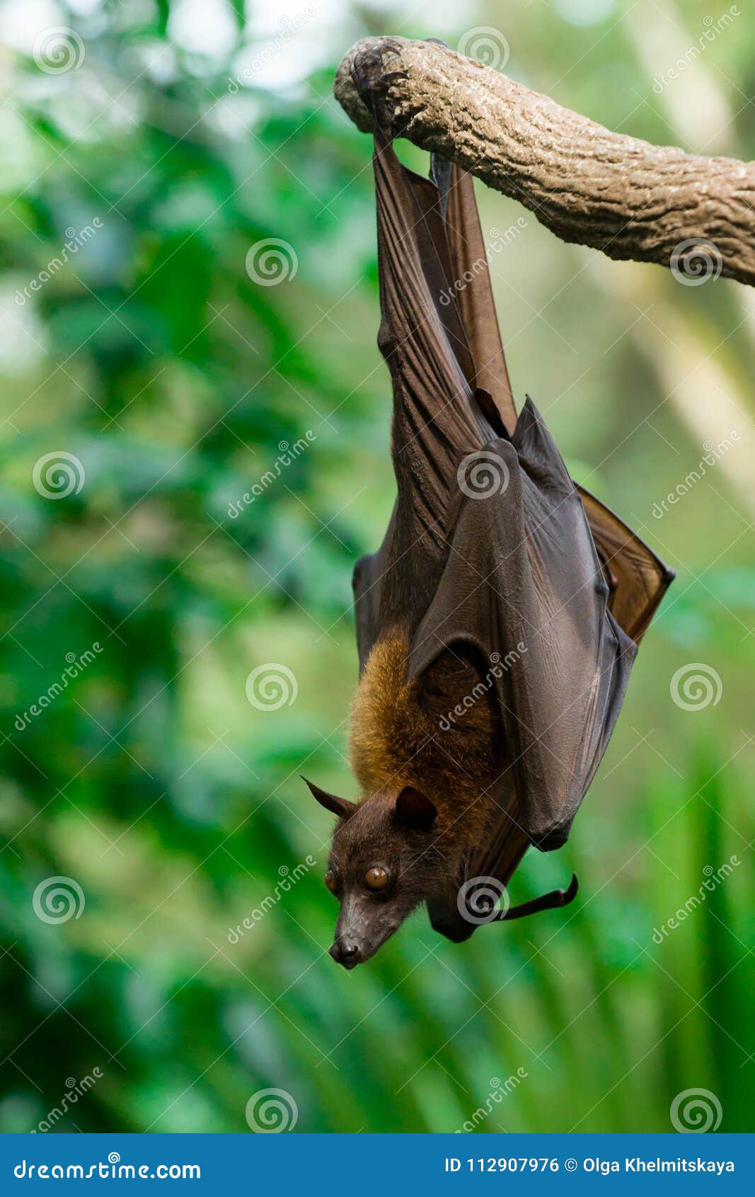 Malayan flying fox stock photo. Image of mammal, malayan - 112907976