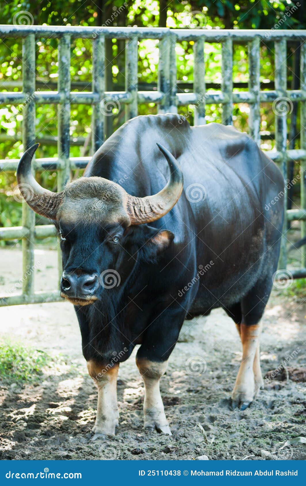 Malayan Gaur stock photo. Image of head, animals, malayan - 25110438