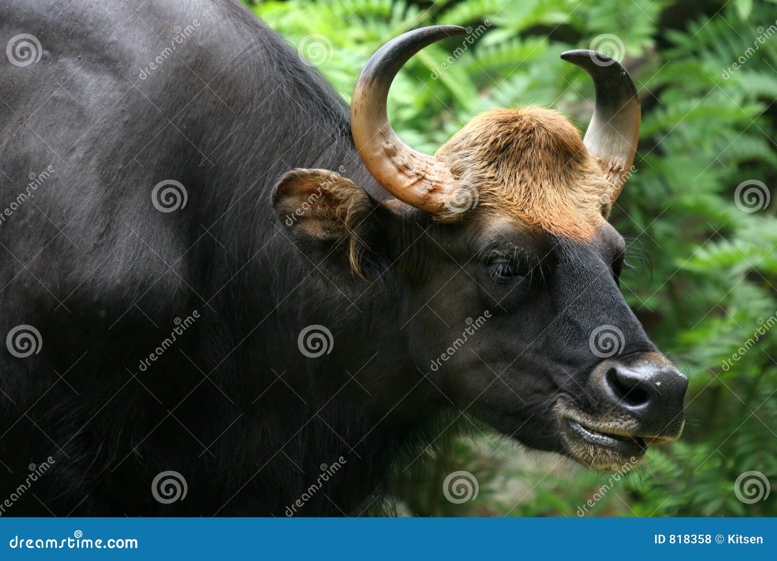 Malayan Gaur stock photo. Image of coat, malaysia, rural - 818358