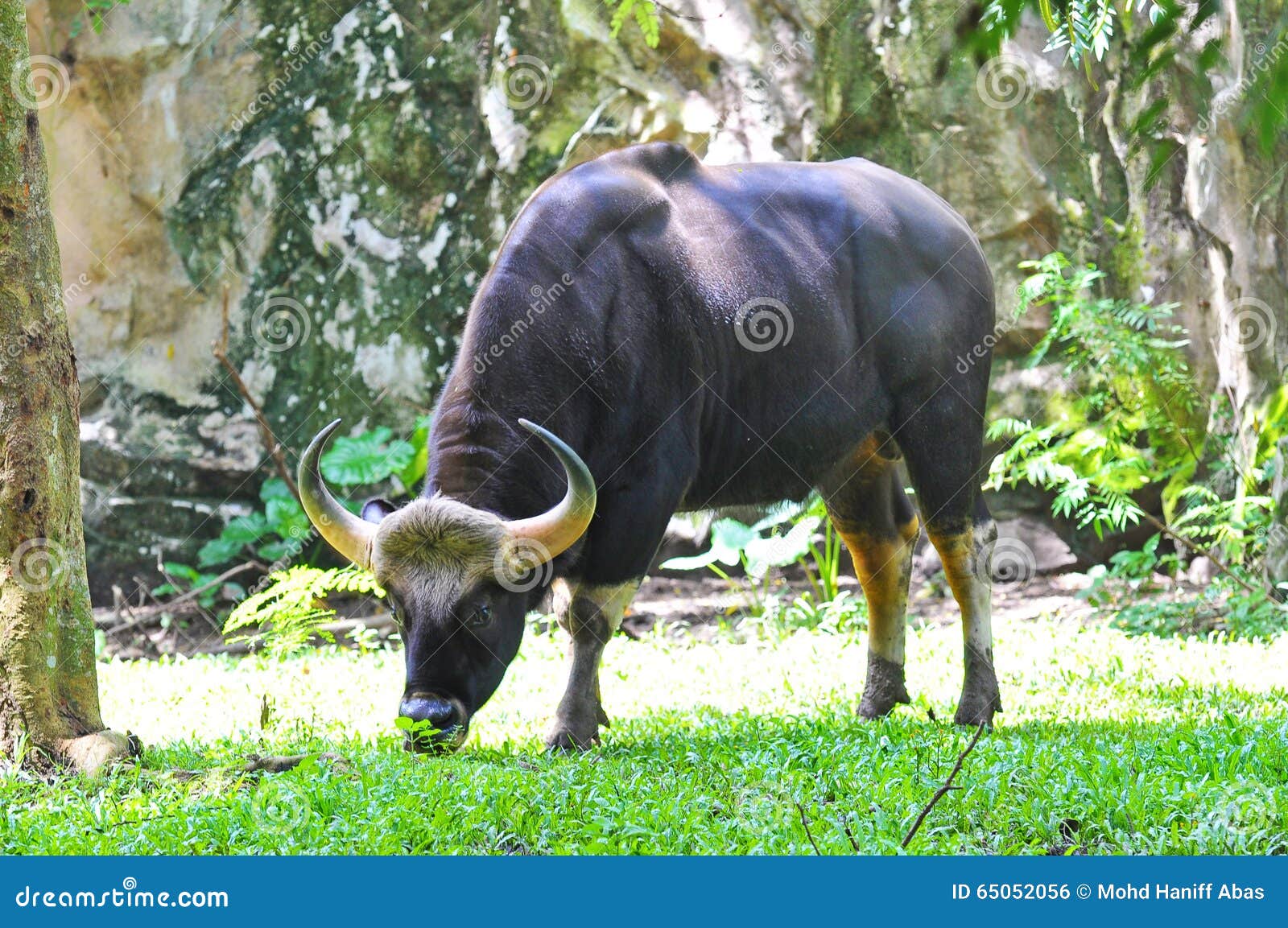 Malayan Gaur, Bos Gaurus Hubbacki Eating Grass at the Zoo Stock Photo ...